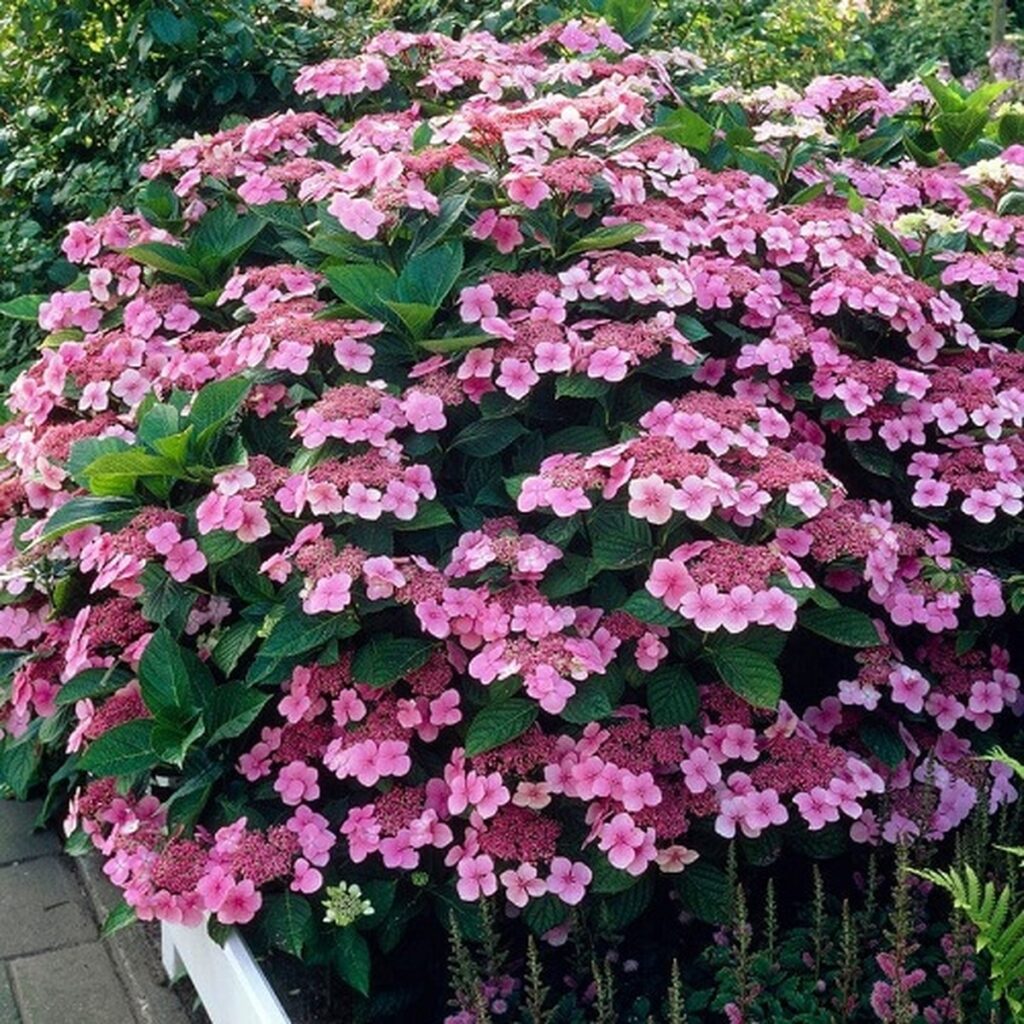 17 Stunning Types of Purple Hydrangea Varieties for Your Garden