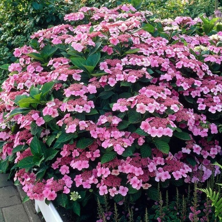 17 Stunning Types of Purple Hydrangea Varieties for Your Garden
