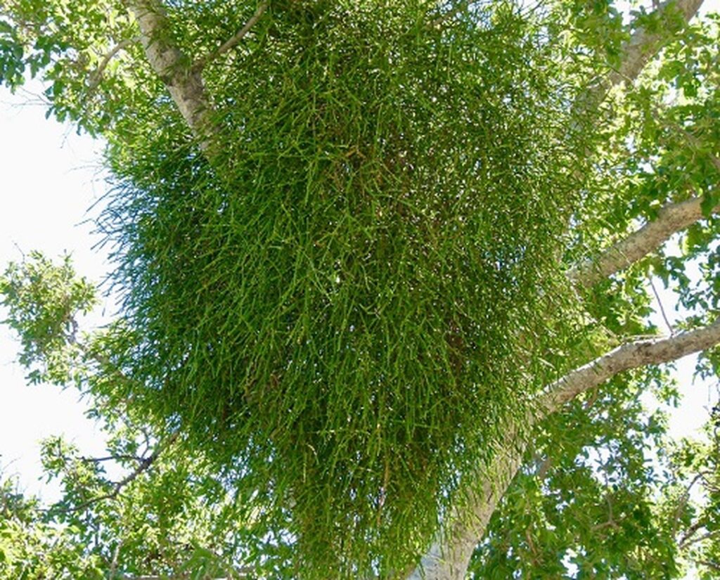 11 Surprising Vines That Kill Trees: Beware These Sneaky Climbers