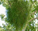 11 Surprising Vines That Kill Trees: Beware These Sneaky Climbers