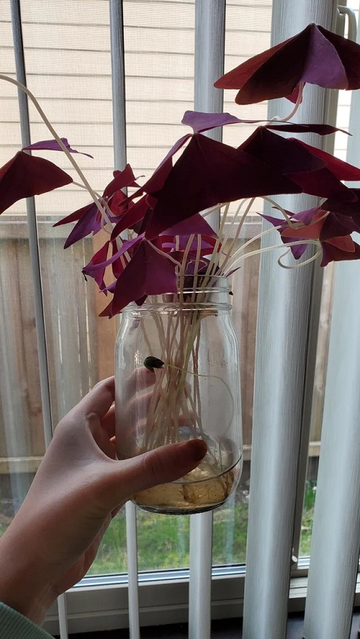12 Charming Bulbs to Grow in Water: Easy Indoor Garden Magic