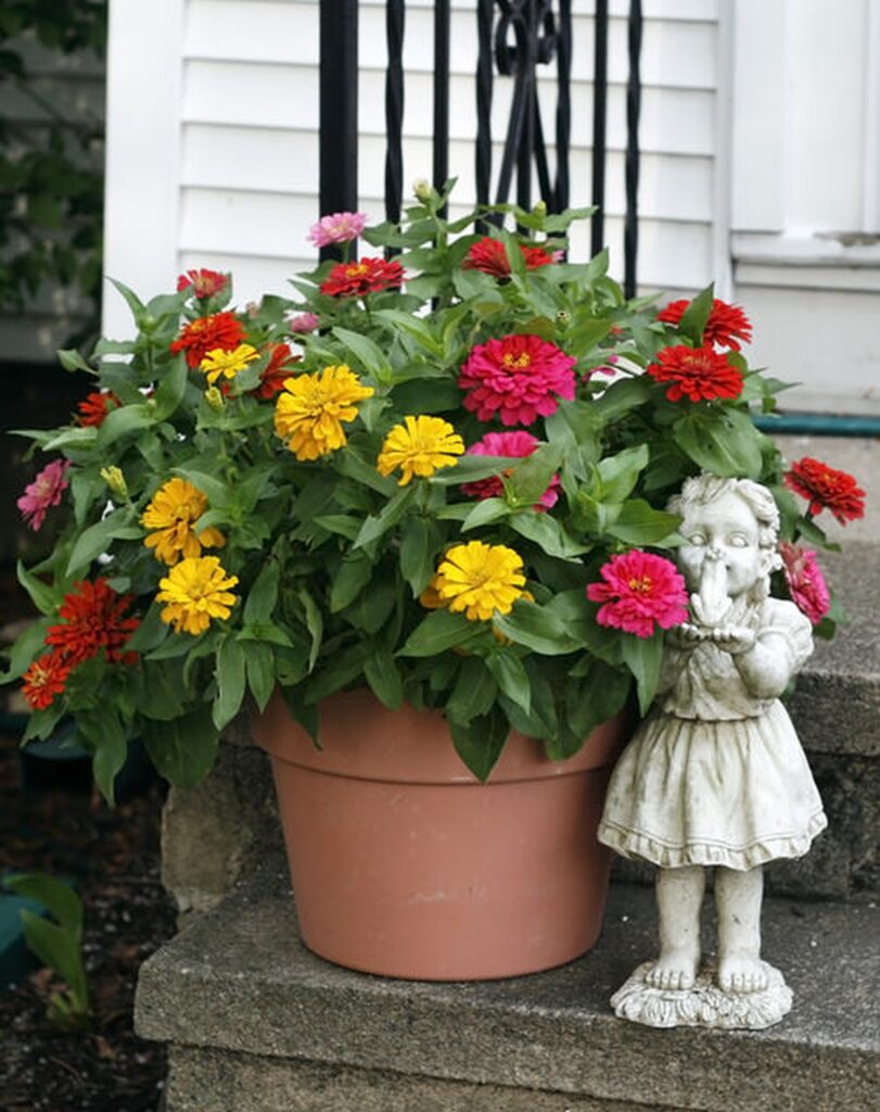 18 Beautiful Daisy-Like Flowers That Brighten Any Garden