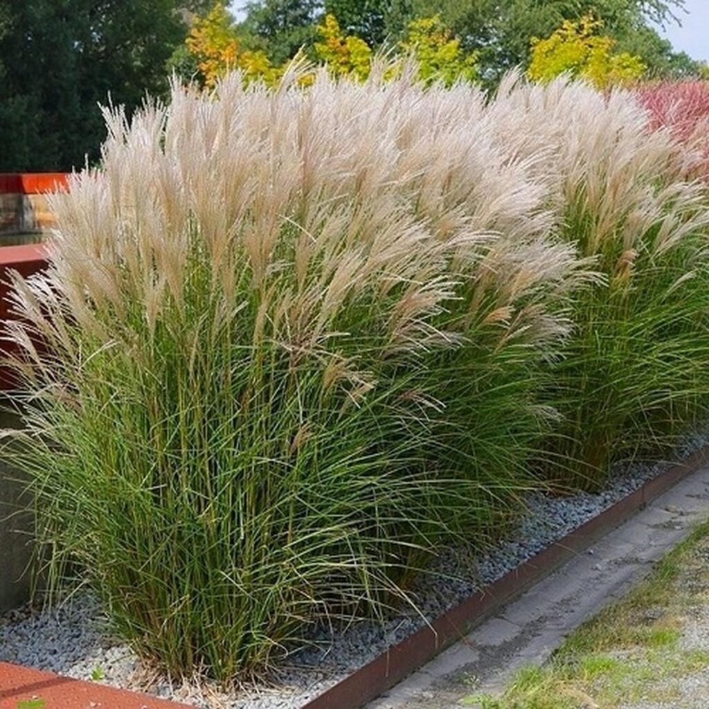 15 Stunning Tall Grasses for Privacy That Transform Your Space