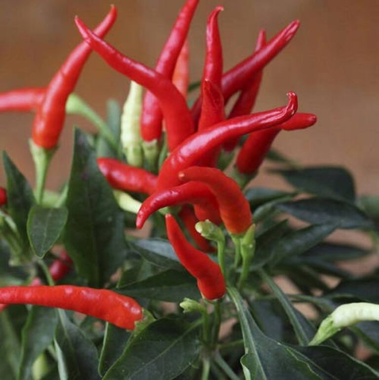 20 Stunning Peppers That Grow Upwards for Garden Magic