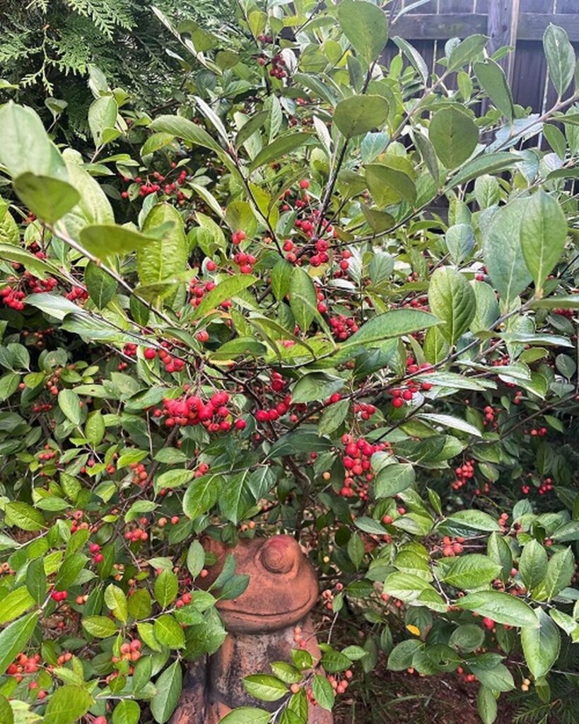 26 Gorgeous Shrubs and Bushes with Red Berries to Brighten Your Yard