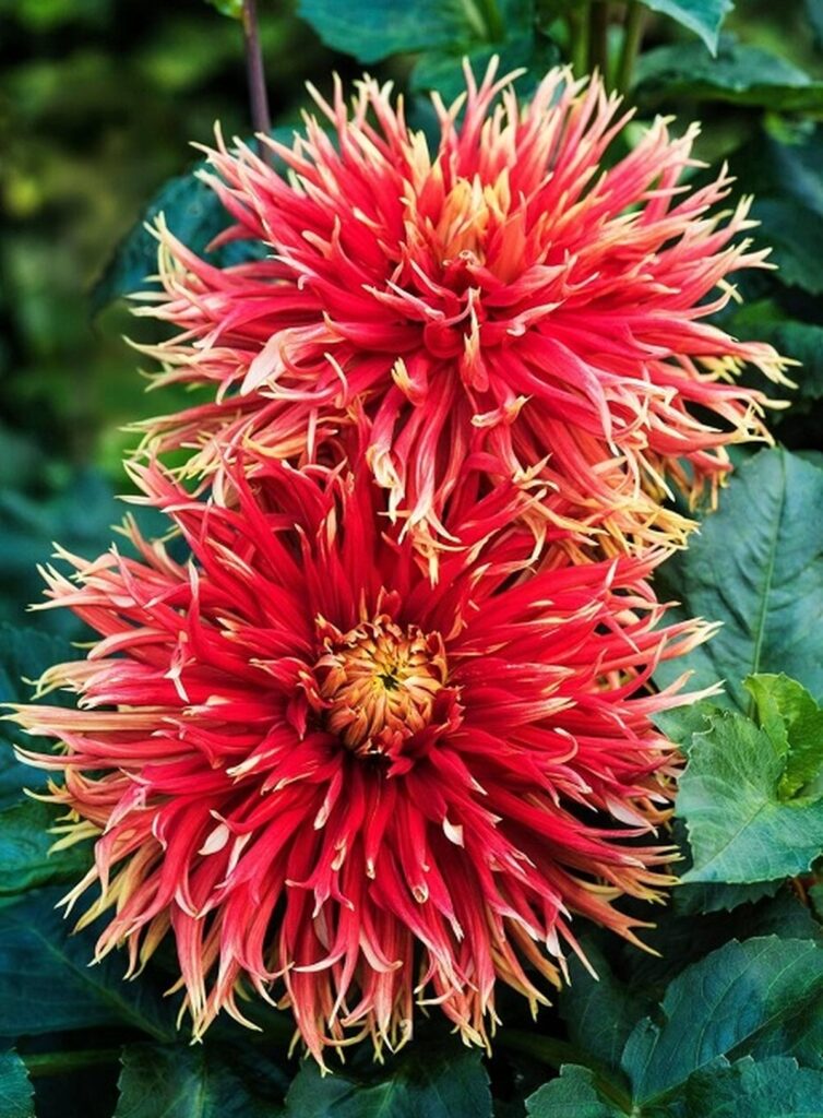 27 Stunning Red Dahlia Varieties That Will Brighten Any Garden