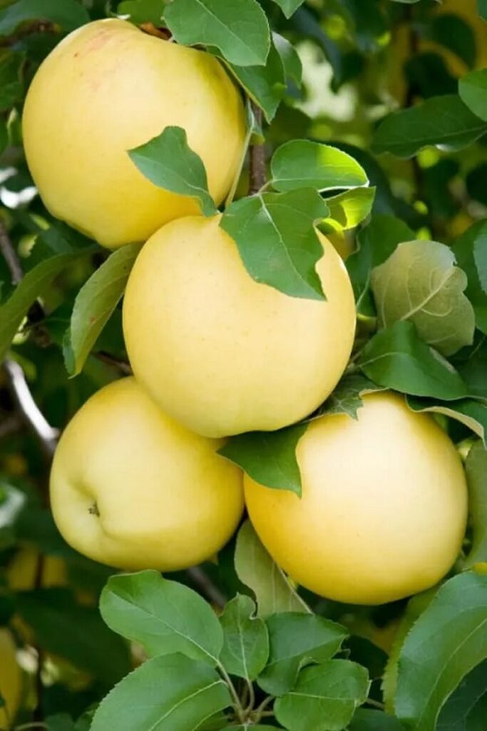 27 Delicious Yellow Apple Varieties Perfect For Your Garden