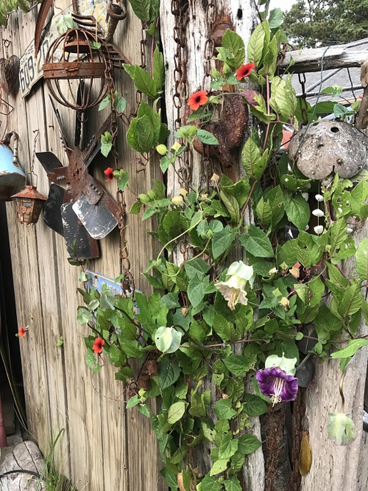 13 Stunning Annual Vines and Climbers for a Dreamy Garden