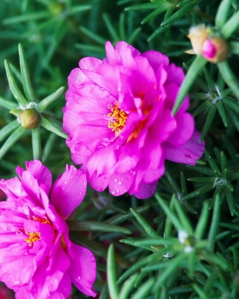 29 Stunning Portulaca Varieties That Brighten Every Garden