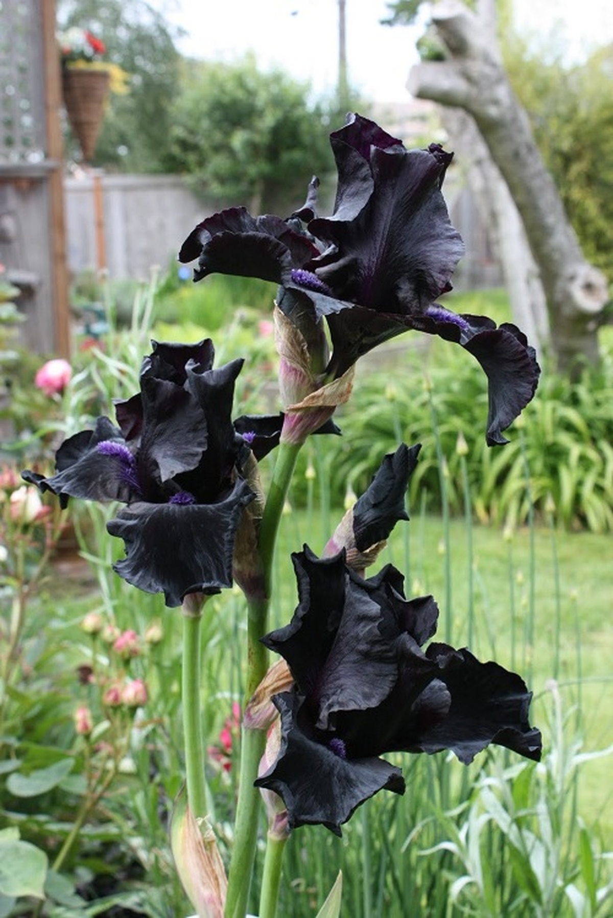 10 Hauntingly Beautiful Gothic Flowers for Garden Delight