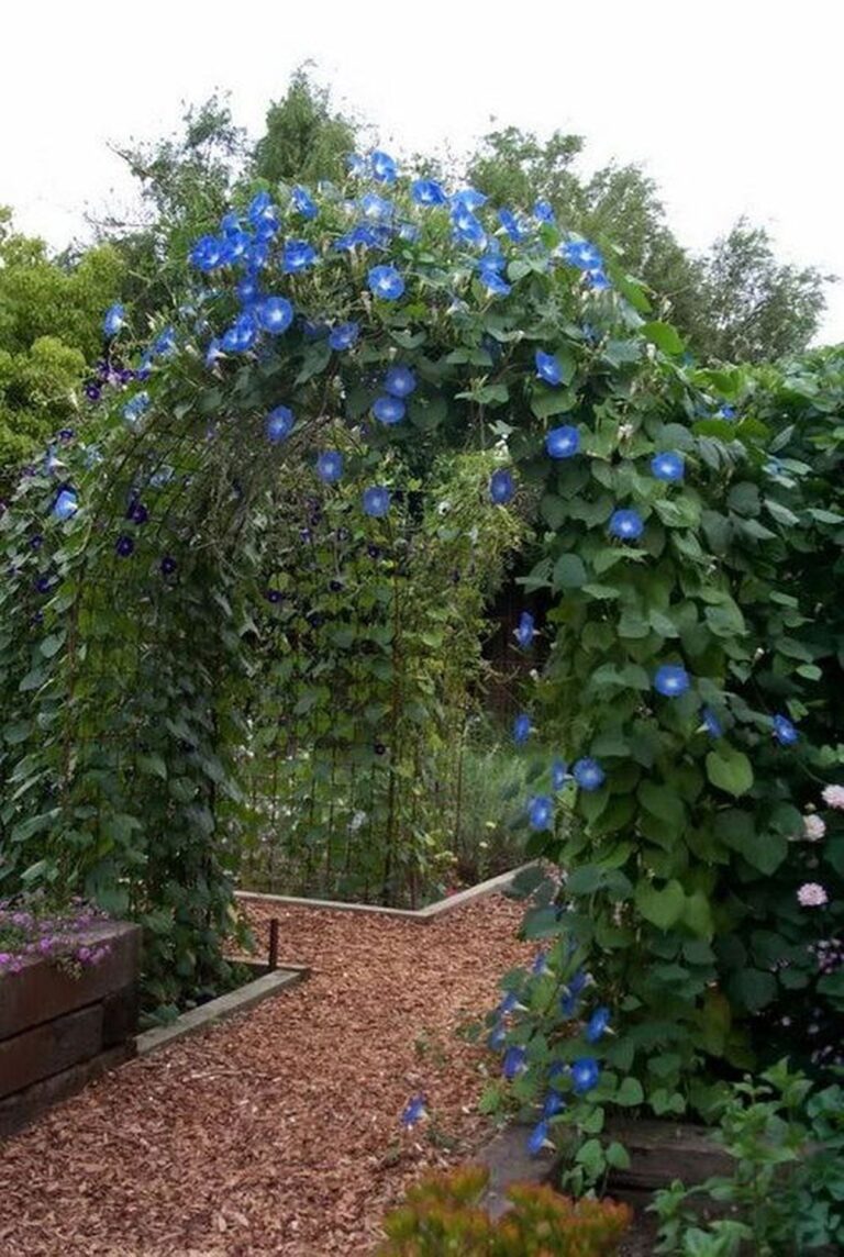40 Charming Ways to Display Vines Both Indoors and Outdoors