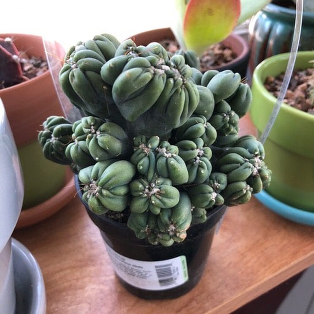 28 Stunning Rare Cactus Plants to Transform Your Home Garden