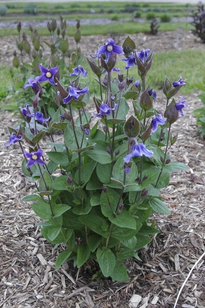 20 Stunning Clematis With Blue Flowers That Brighten Gardens