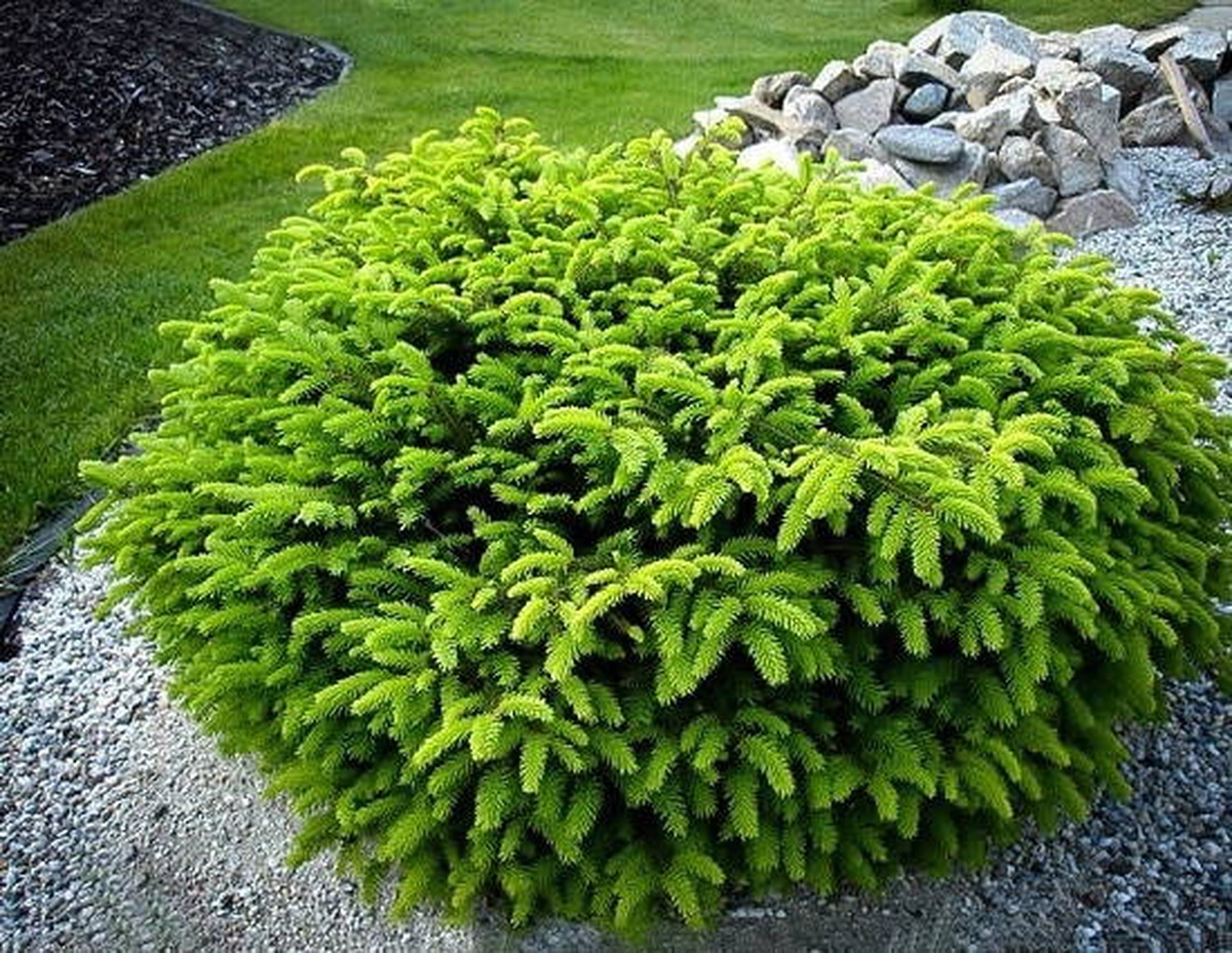 13 Beautiful Types of Spruce Trees to Brighten Your Landscape