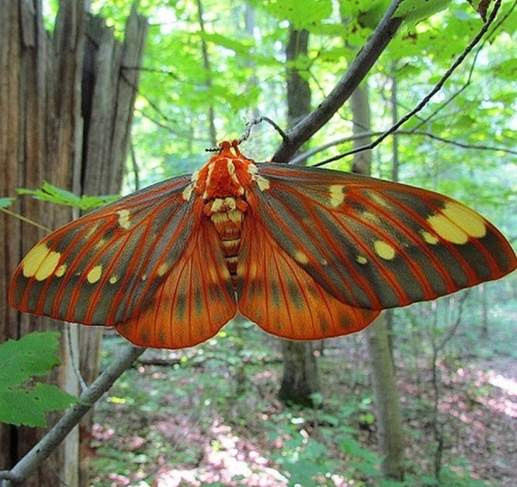 28 Adorable Moths That Are As Beautiful As Butterflies