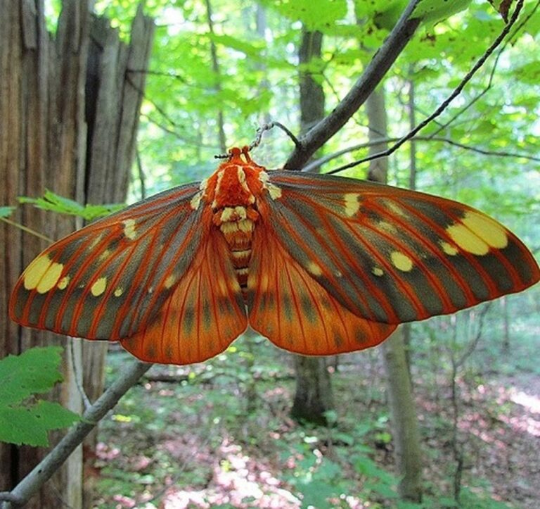 28 Adorable Moths That Are As Beautiful As Butterflies