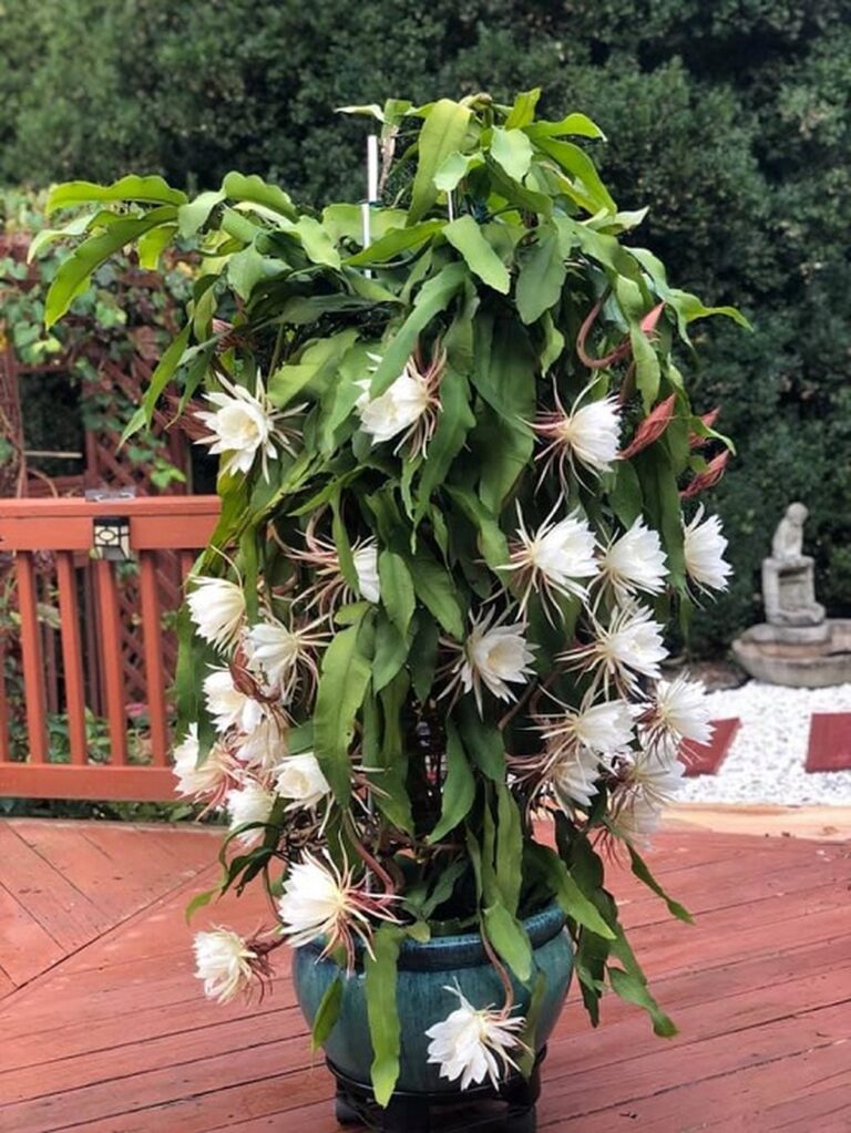 22 Breathtaking Rare and Most Endangered Flowers To Discover