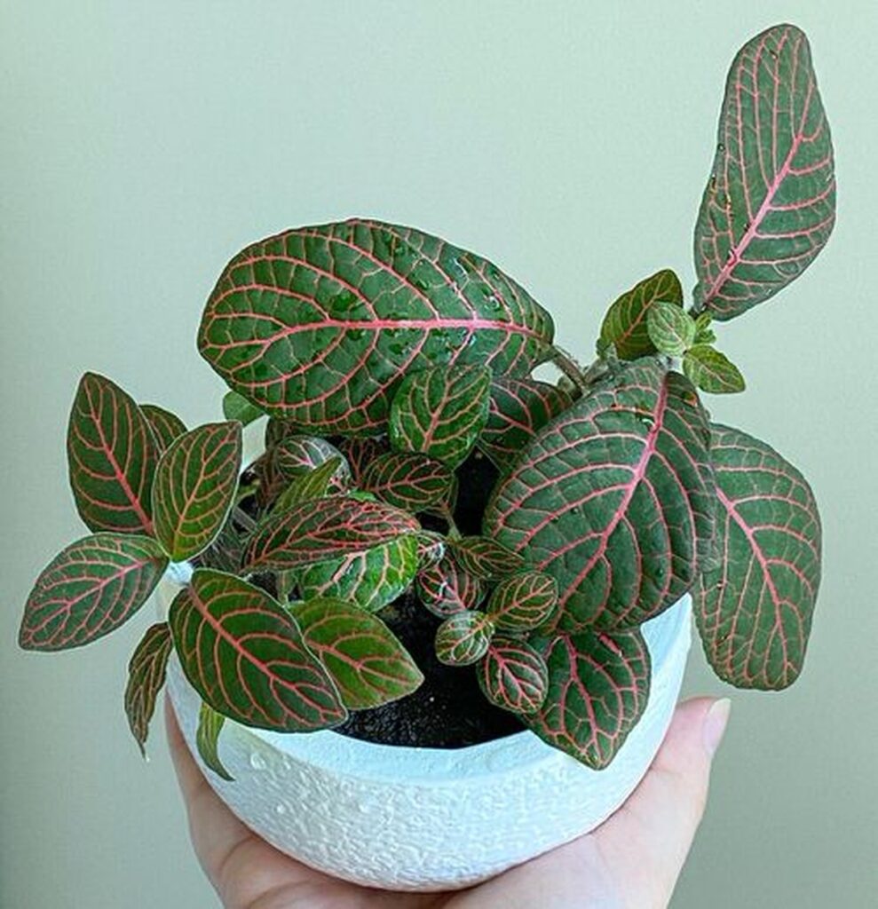 24 Stunning Fittonias to Brighten Your Home - Nerve Plant Varieties