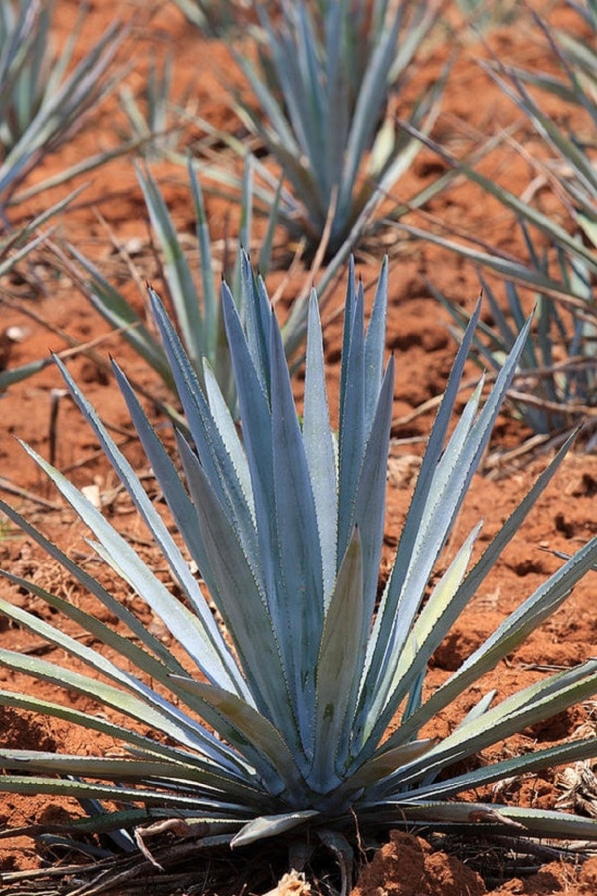 12 Beautiful Agave Plants to Grow in Your Garden Today