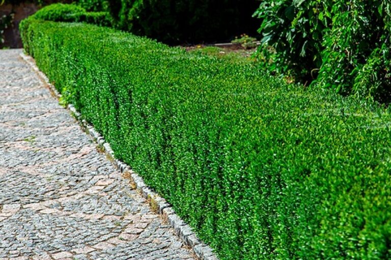 40 Brilliant Low Maintenance Hedge Plants for Effortless Gardens