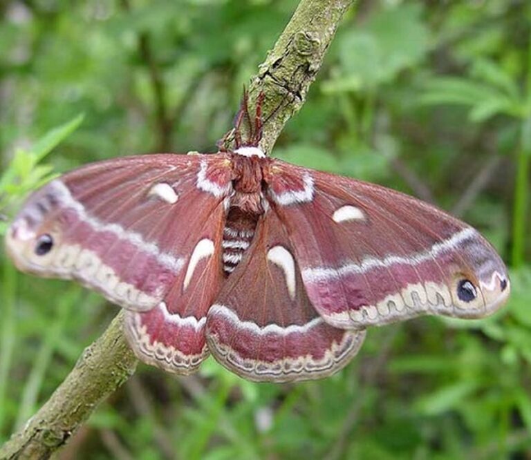 28 Adorable Moths That Are As Beautiful As Butterflies