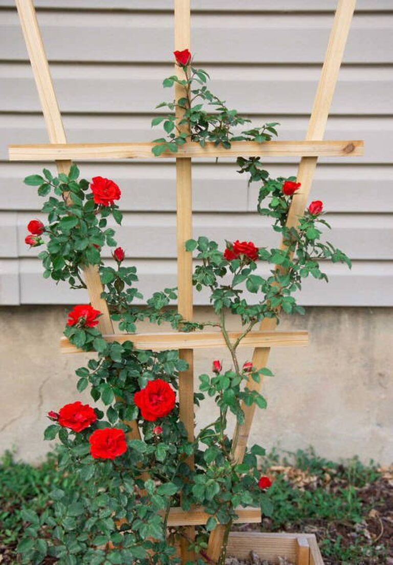 26 Beautiful DIY Rose Trellis Ideas for Your Garden