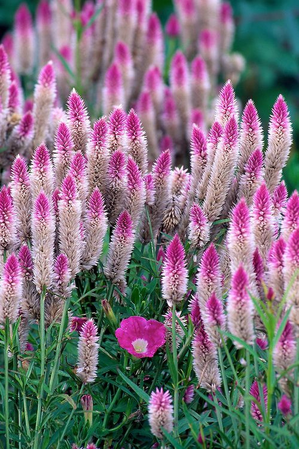 14 Stunning Types of Celosia That Brighten Any Garden