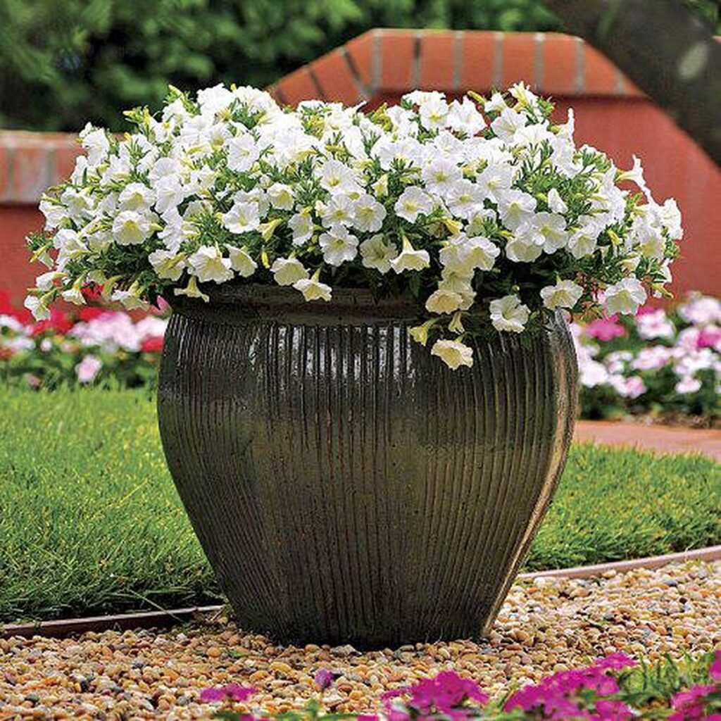 40 Stunning Types of Petunias That Brighten Any Garden