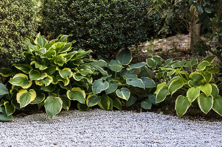 31 Perfect Moisture Loving Plants to Brighten Soggy Soil
