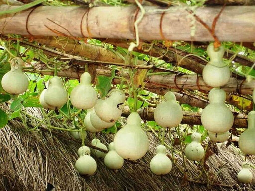 10 Delicious Types of Gourds that are Edible - Try Them Today!