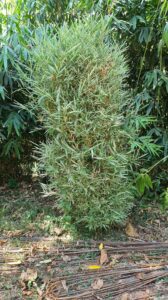 24 Beautiful Bamboo Types for Container and Garden Growing