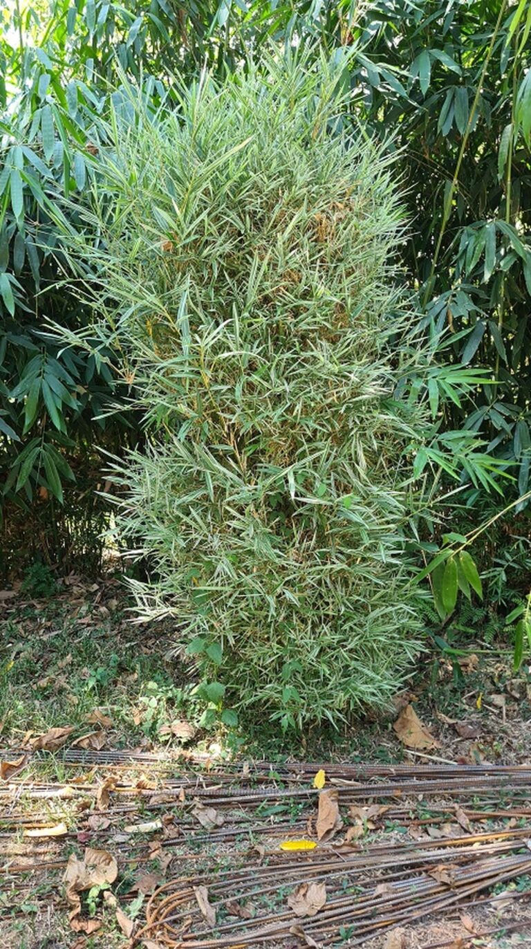 24 Beautiful Bamboo Types for Container and Garden Growing