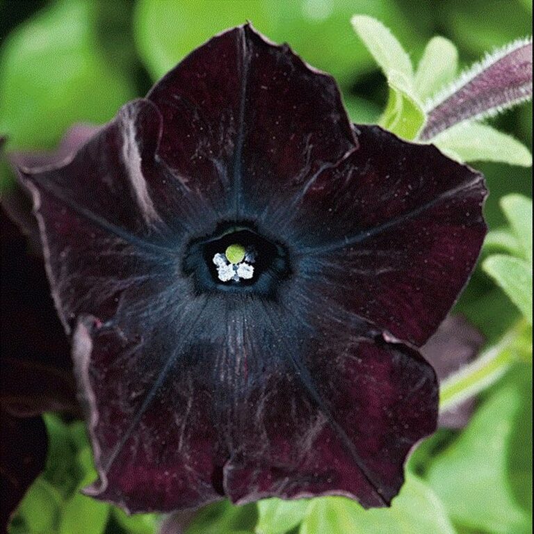 56 Stunning Black Flowers and Plants for a Dramatic Garden