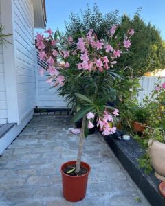 90 Amazing Desert Plants That Thrive in Dry Heat