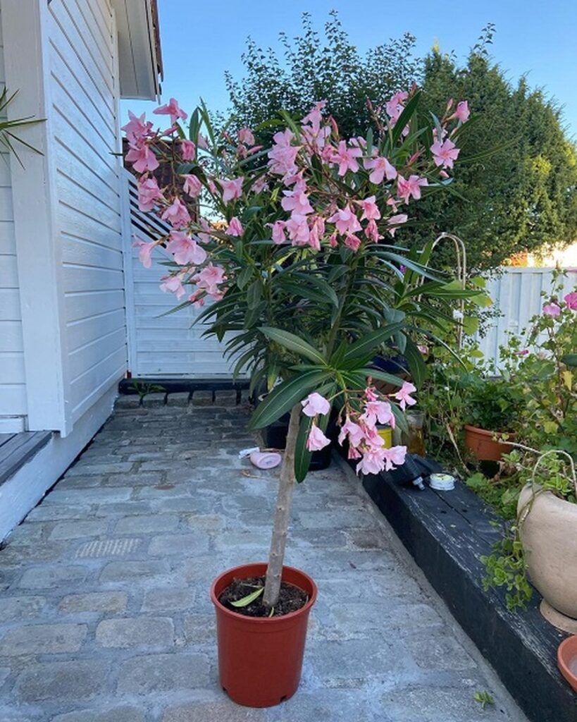 90 Amazing Desert Plants That Thrive in Dry Heat