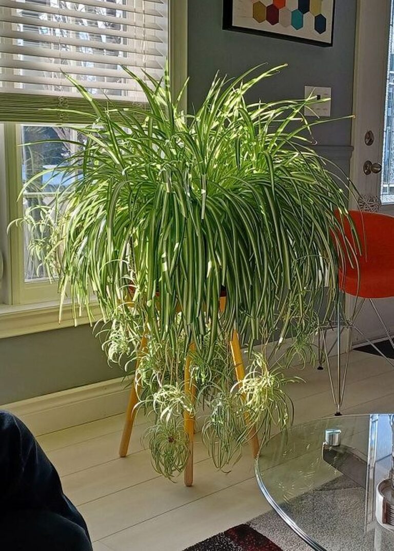 13 Stunning Privacy Plants for Windows to Shield Your Home