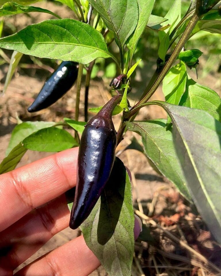21 Stunning Black Vegetables to Grow in Your Garden
