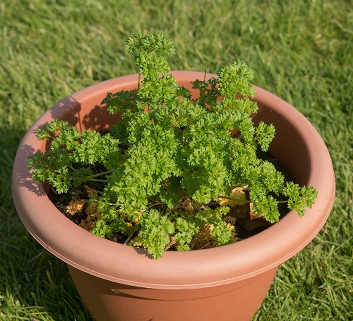 7 Amazing Parsley Varieties to Freshen Up Your Garden