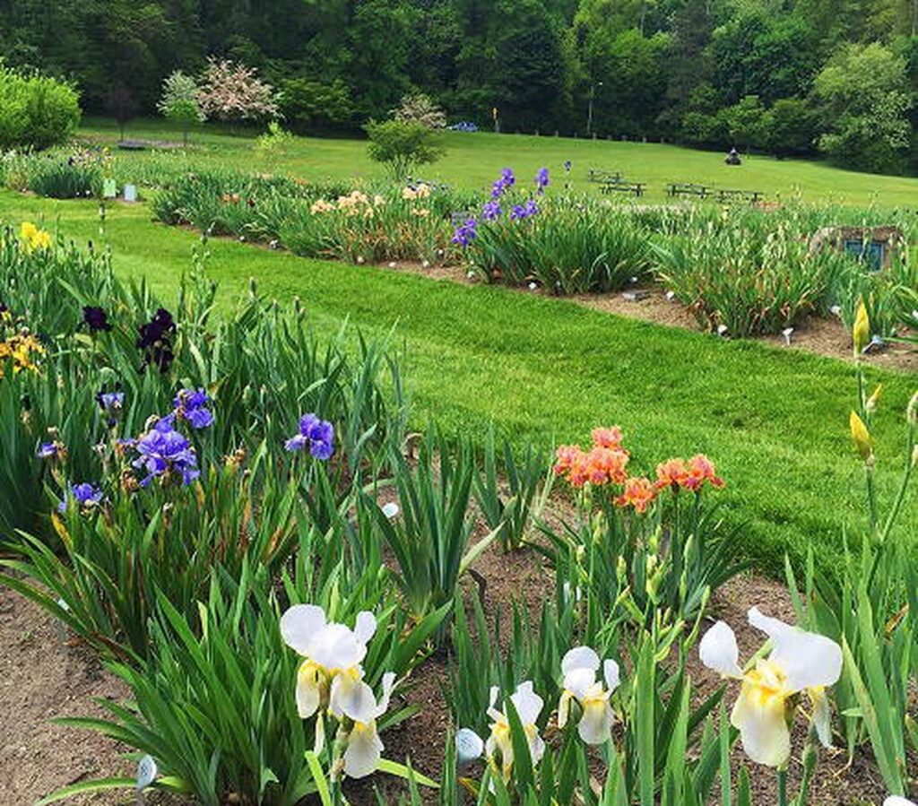 24 Stunning Iris Arrangement Ideas That Brighten Any Space