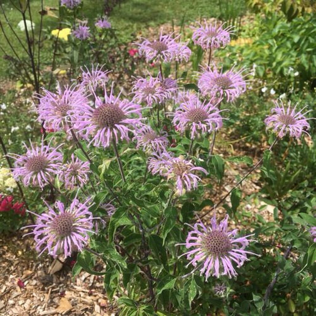 48 Stunning Maryland Native Plants List for Your Garden Dream