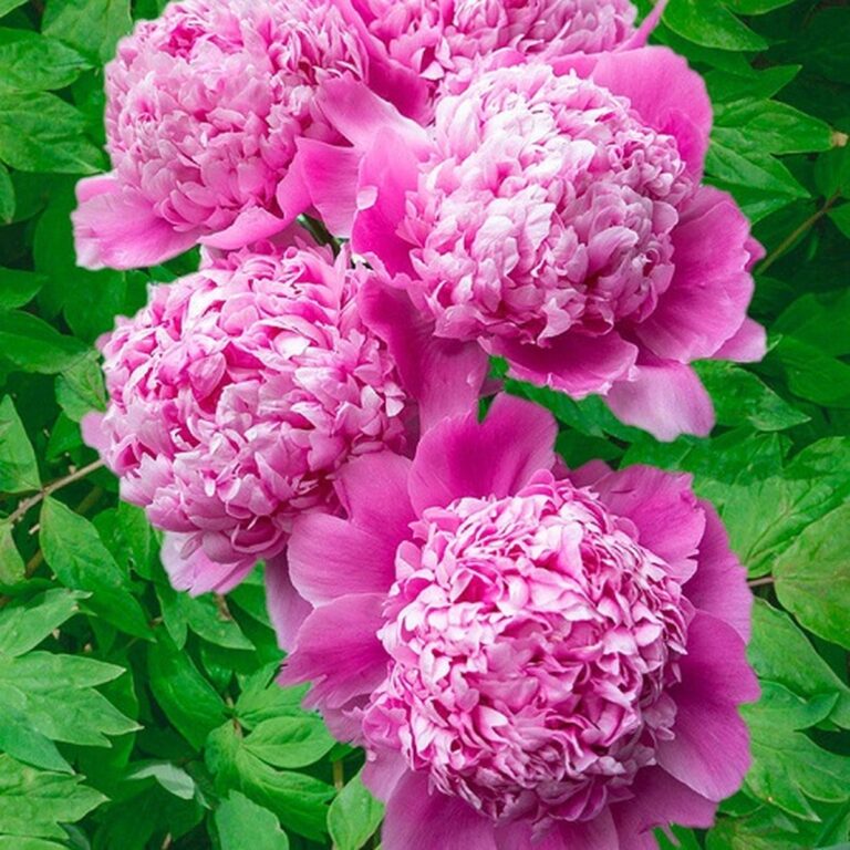 55 Gorgeous Pink Peony Varieties That Bloom Beautifully