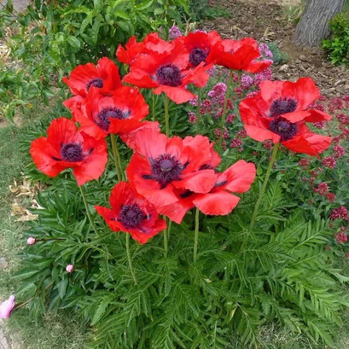 12 Beautiful Polish Flowers to Brighten Up Your Garden