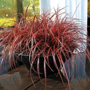 10 Gorgeous Red Ornamental Grasses to Brighten Your Garden