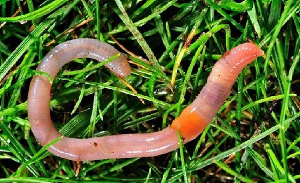 20 Surprising Garden Insects That Actually Help Your Plants Thrive