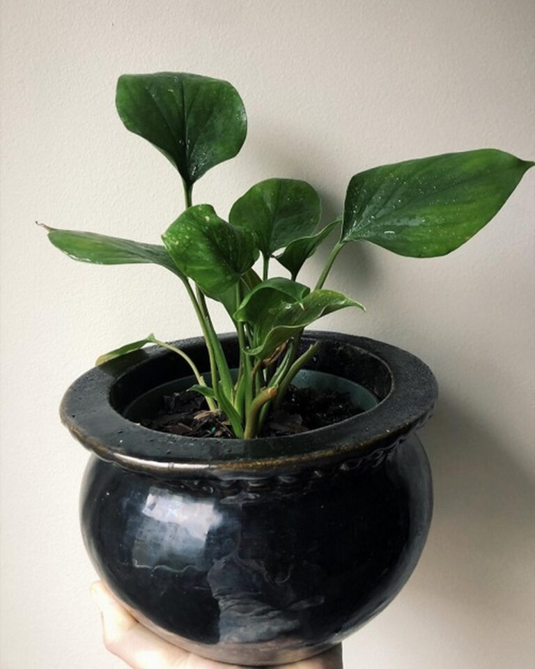 19 Stunning Types of Homalomena Varieties for Your Indoor Garden