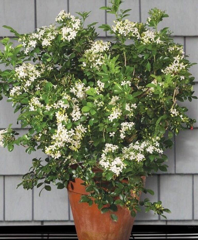 47 Most Fragrant Flowers That Fill Gardens With Sweet Scents
