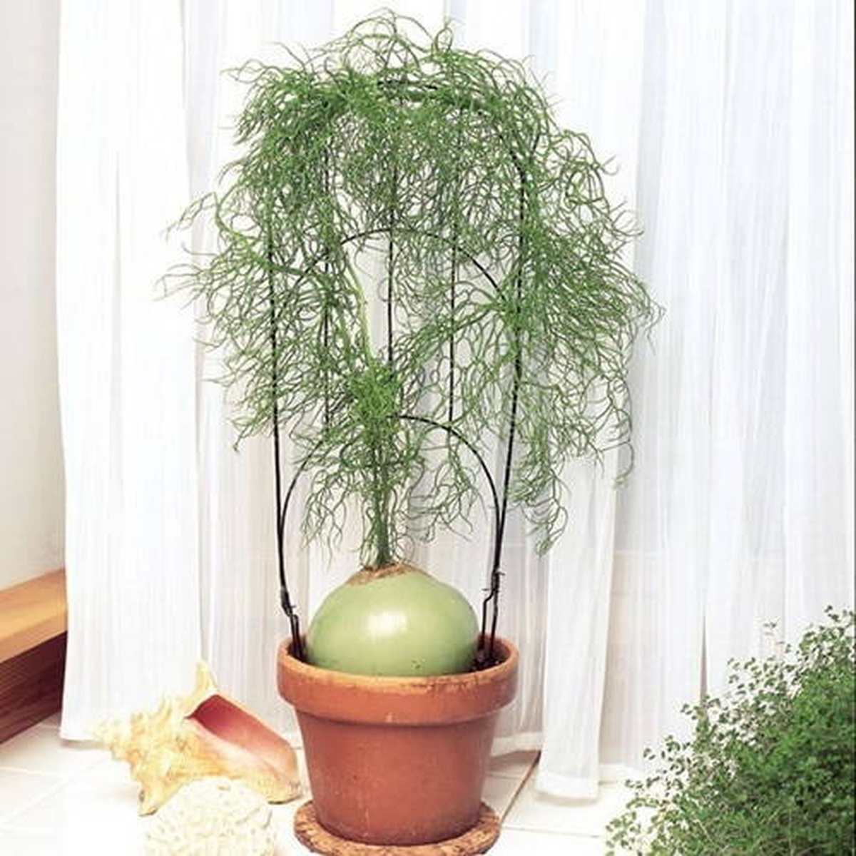 14 Stunning Indoor Plants That Look Like Hair Strands