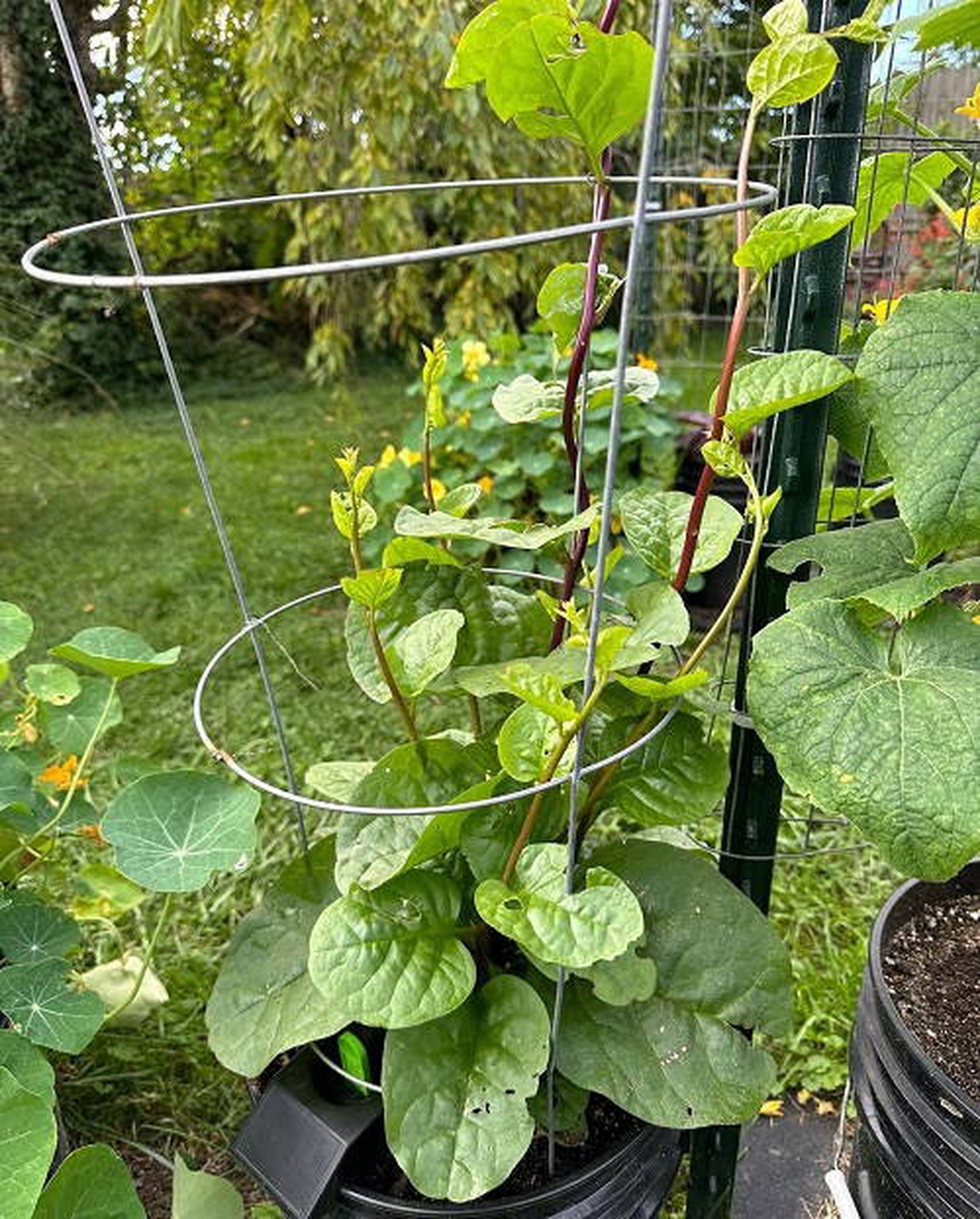 7 Climbing Green Vegetables that Are Vines - Garden Treasures