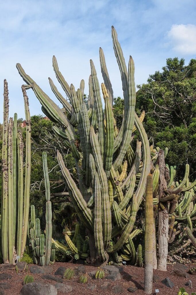 18 Amazing Types of Columnar Cactus Varieties for Your Garden