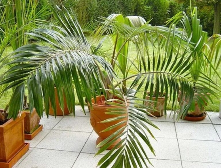16 Amazing Small Palm Trees That Thrive in Tiny Spaces